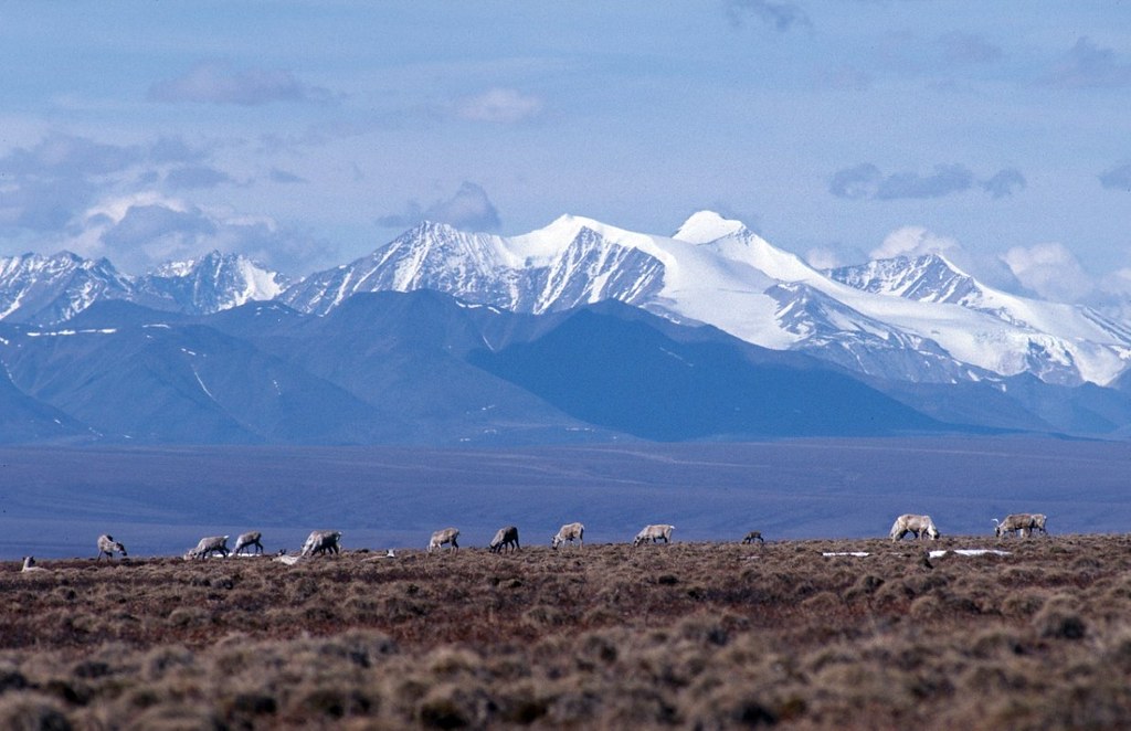Daniel L. Sosland: Arctic Refuge affects people in Connecticut - Acadia ...